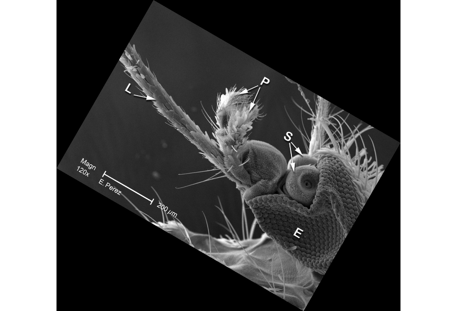 Modern Statistics for Modern Biology - 11 Image data