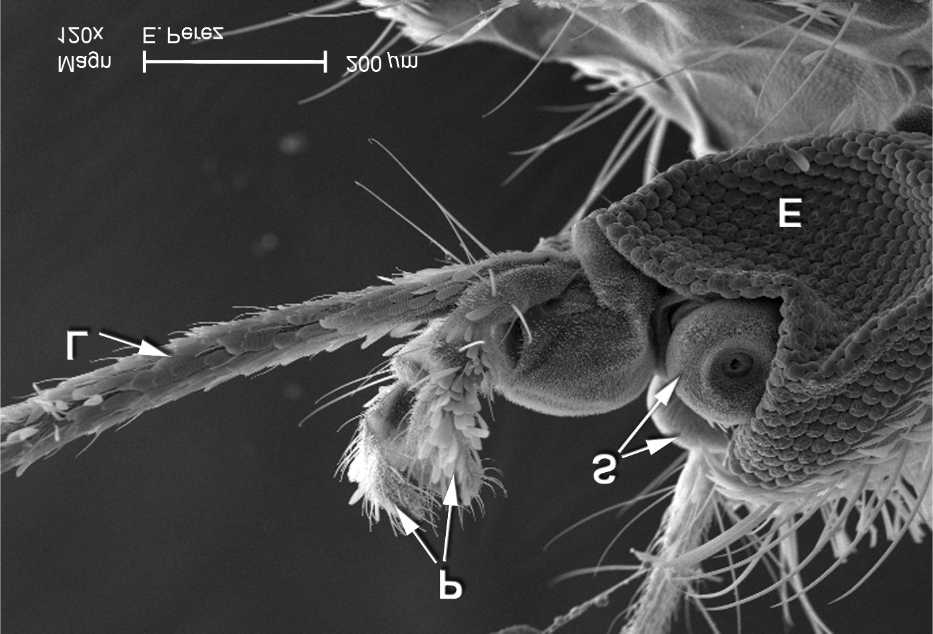 Modern Statistics for Modern Biology - 11 Image data